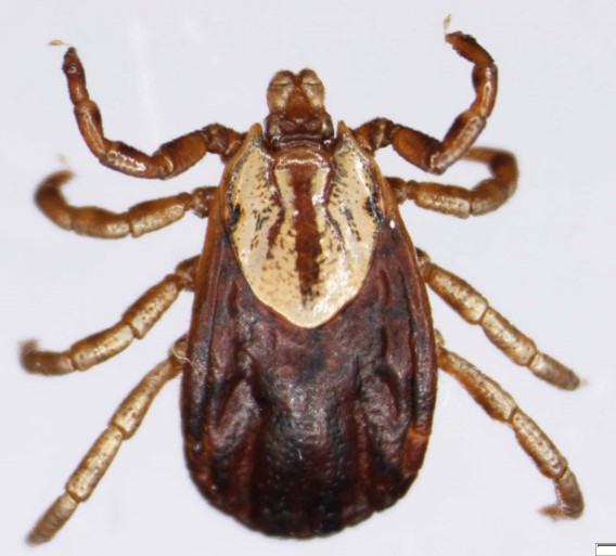 Parasitology | Cornell K. Lisa Yang Center for Wildlife Health ...