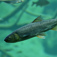 Freshwater Fish | Cornell K. Lisa Yang Center for Wildlife Health ...