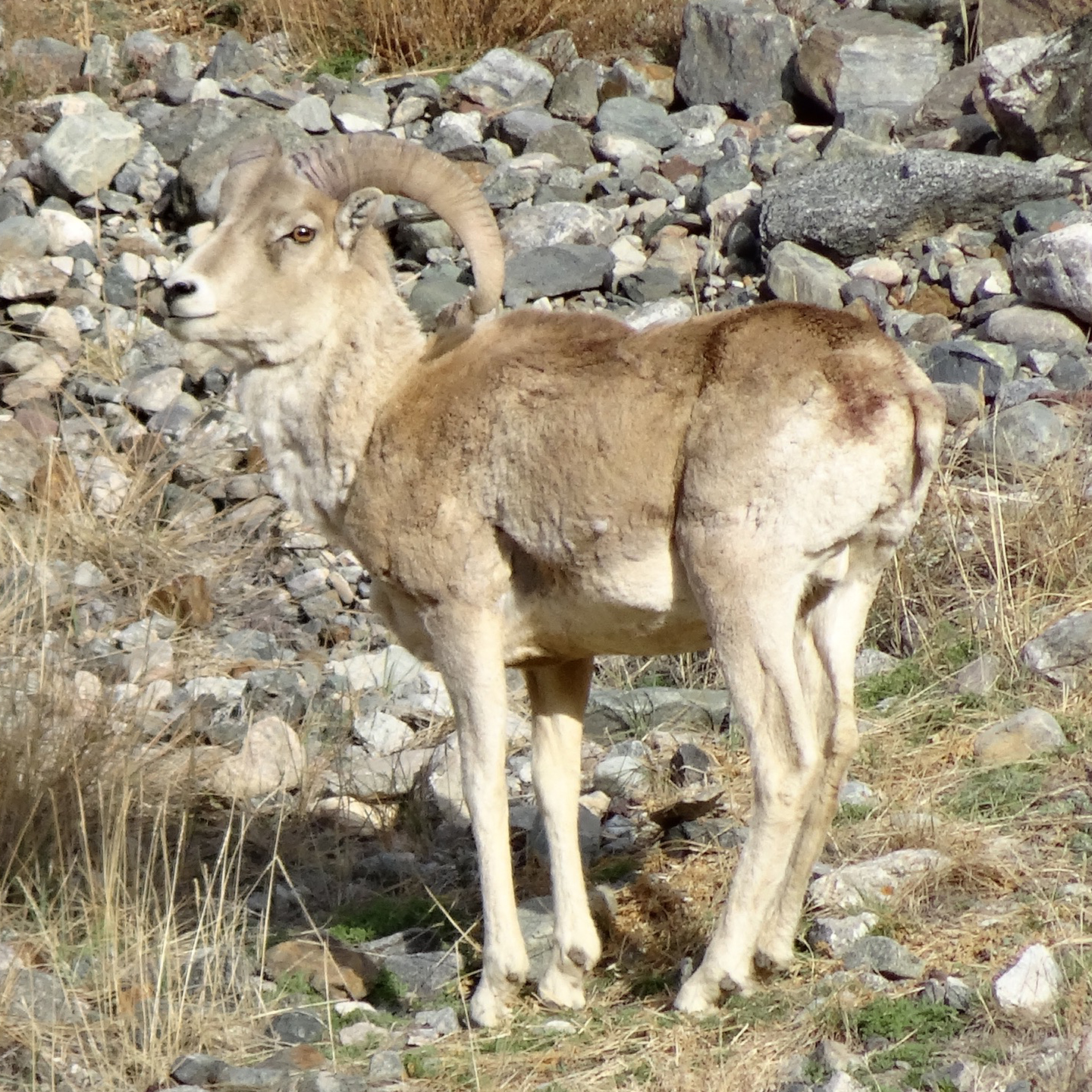 Healthy Prey in Central Asia | Cornell K. Lisa Yang Center for Wildlife ...