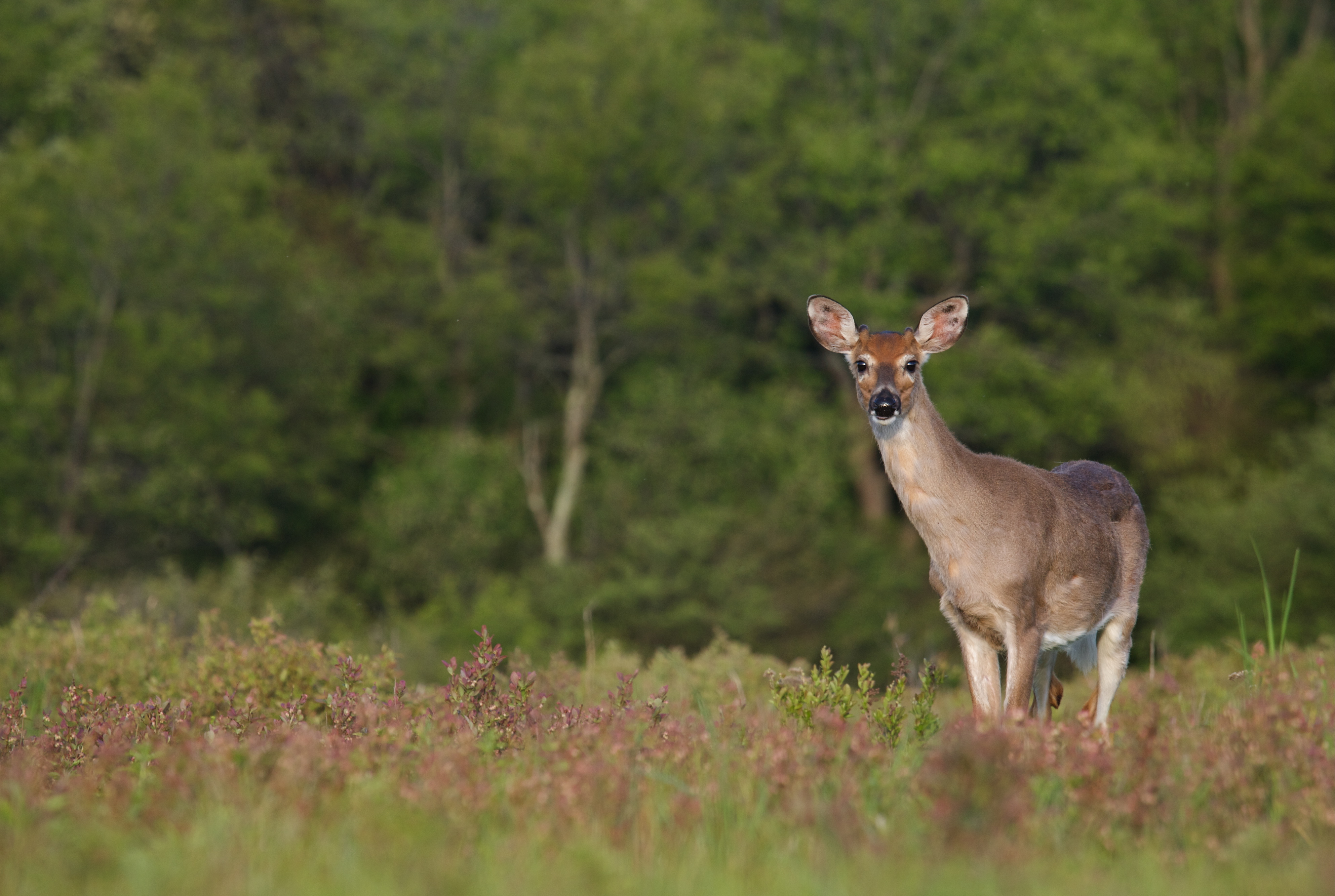 Cornell Wildlife Health Lab | Cornell K. Lisa Yang Center for Wildlife ...