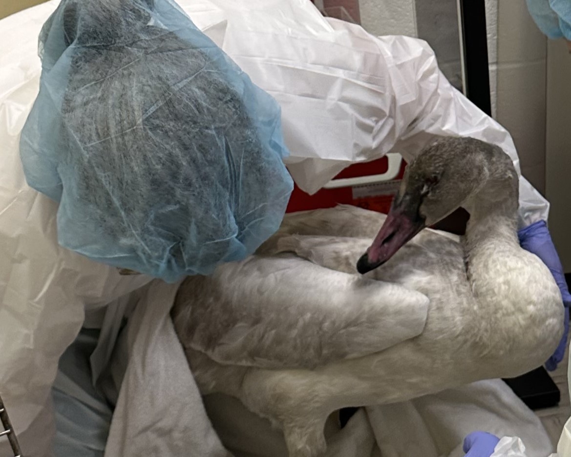 Carefully Managing Highly Pathogenic Avian Influenza at the Janet L ...