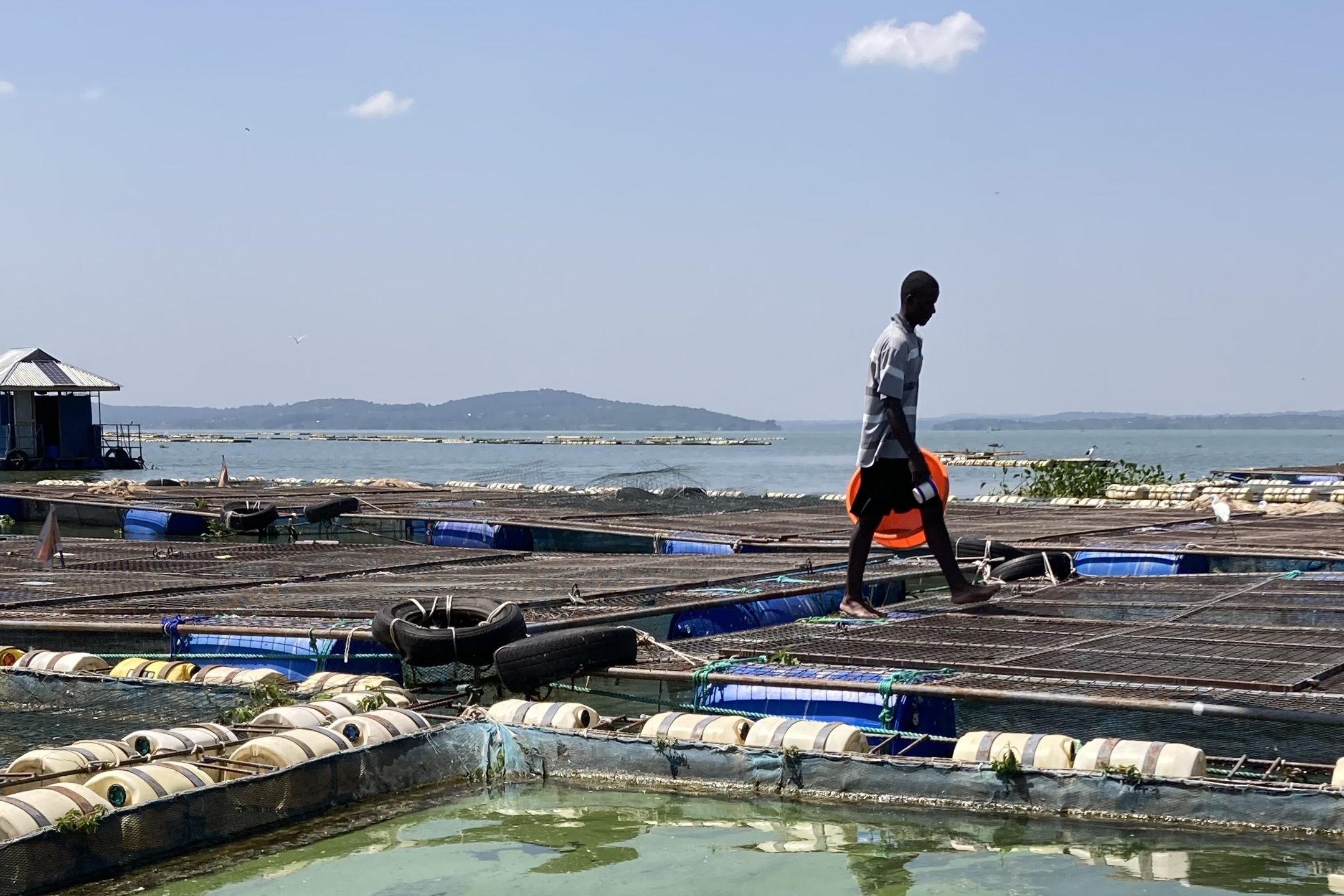 Training Cage Farmers on the Shores of Lake Victoria | Cornell K. Lisa ...