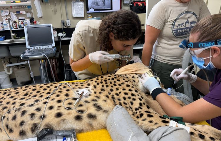 A Semi-Free-Ranging Approach to Wildlife Conservation | Cornell K. Lisa ...