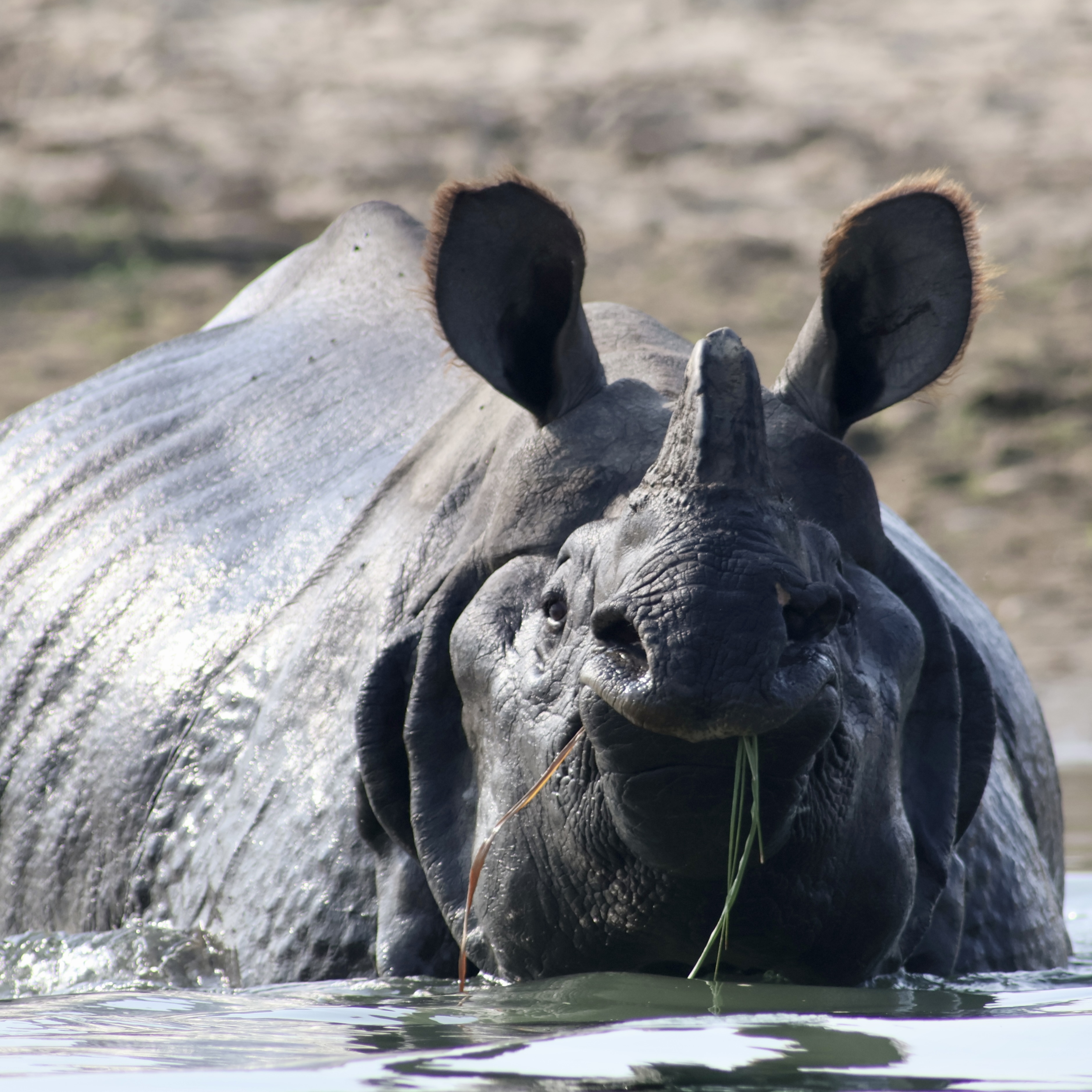Rhino Health in Nepal | Cornell K. Lisa Yang Center for Wildlife Health ...