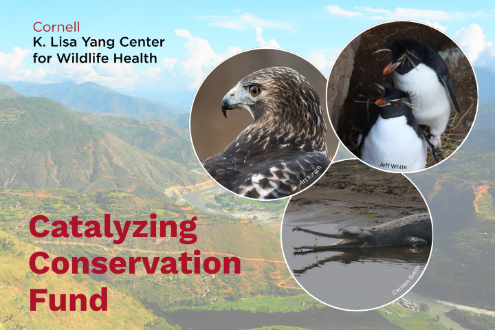 Cornell K. Lisa Yang Center for Wildlife Health Awards Three ...
