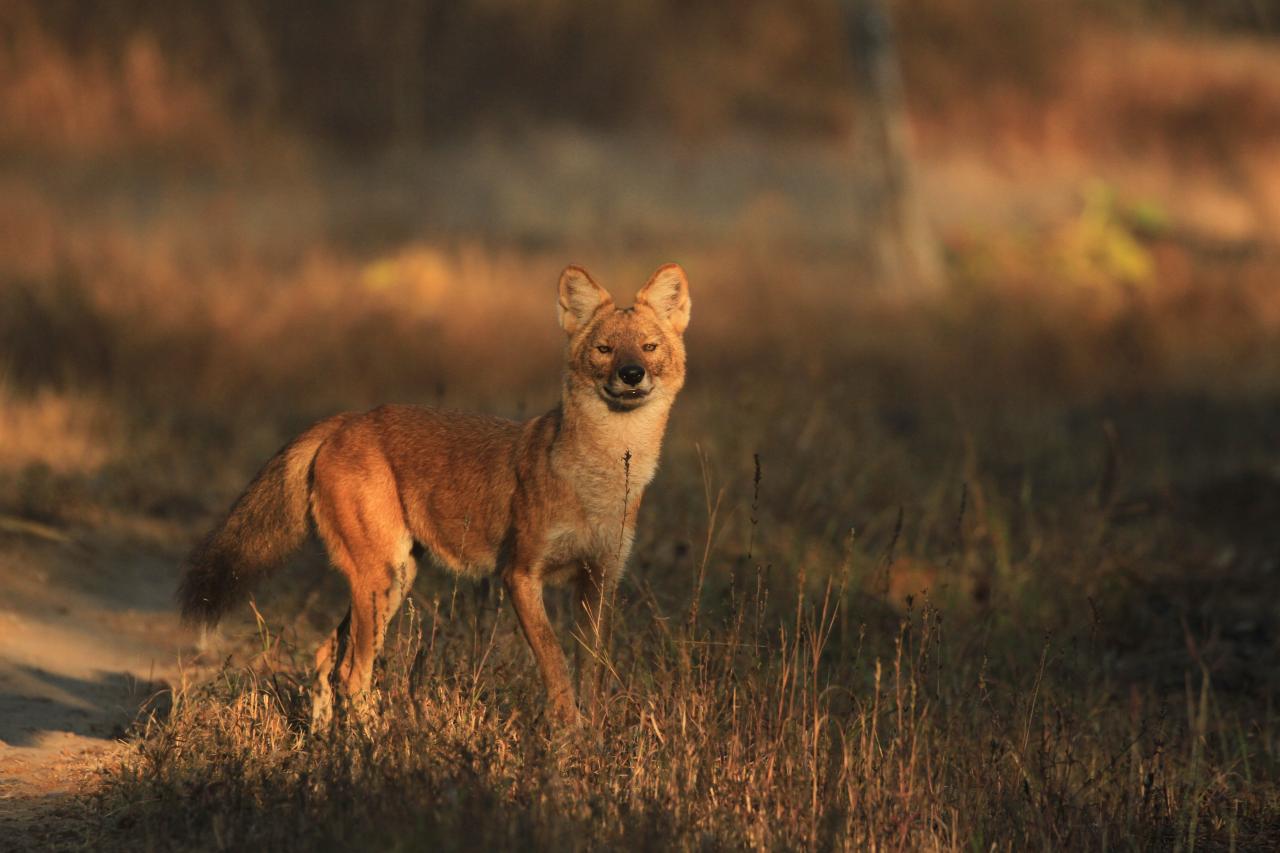 Wild Carnivores | Cornell K. Lisa Yang Center for Wildlife Health ...