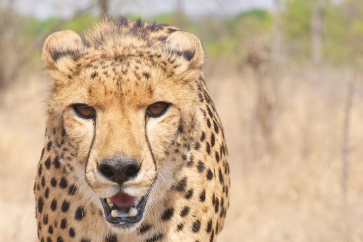 Elizabeth Bunting | Cornell K. Lisa Yang Center for Wildlife Health ...