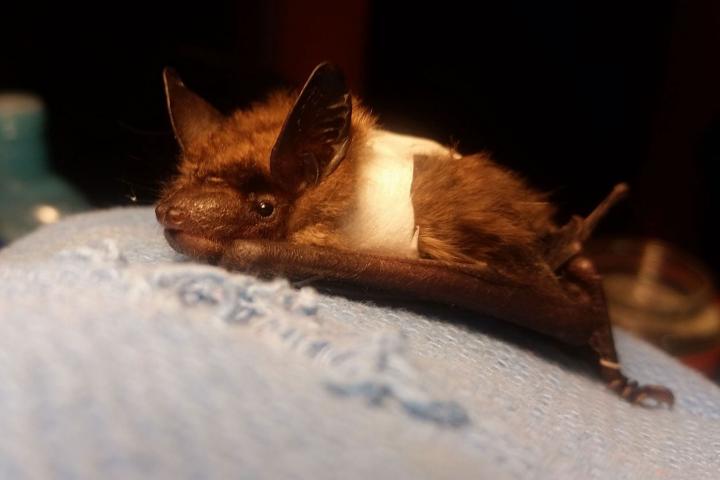 Welcome | Cornell Wildlife Health Center