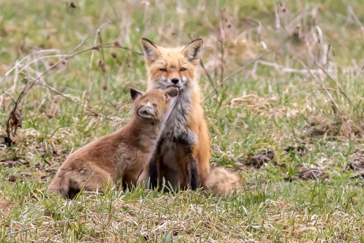 Reproductive Biology | Cornell Wildlife Health Center | Cornell University
